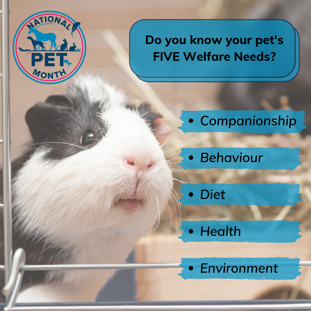 FIVE WELFARE NEEDS, #PETPAWSITIVITY AND WORKING TOGETHER FIVE WELFARE NEEDS, #PETPAWSITIVITY AND WORKING TOGETHER